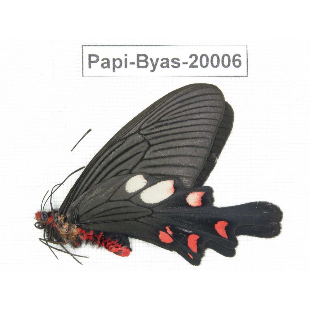 Papi-Byas-20006